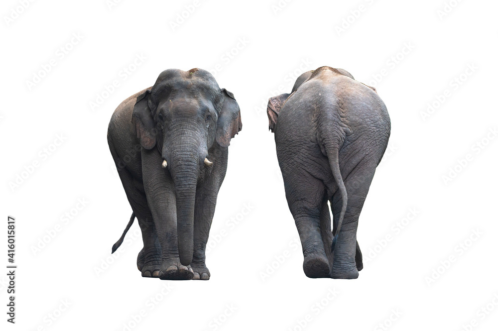 Front and back of the male Asian wild elephant isolated on white ...