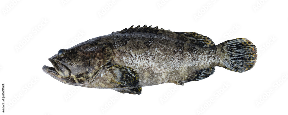 Pearl grouper fish on isolated white background include clipping path ...