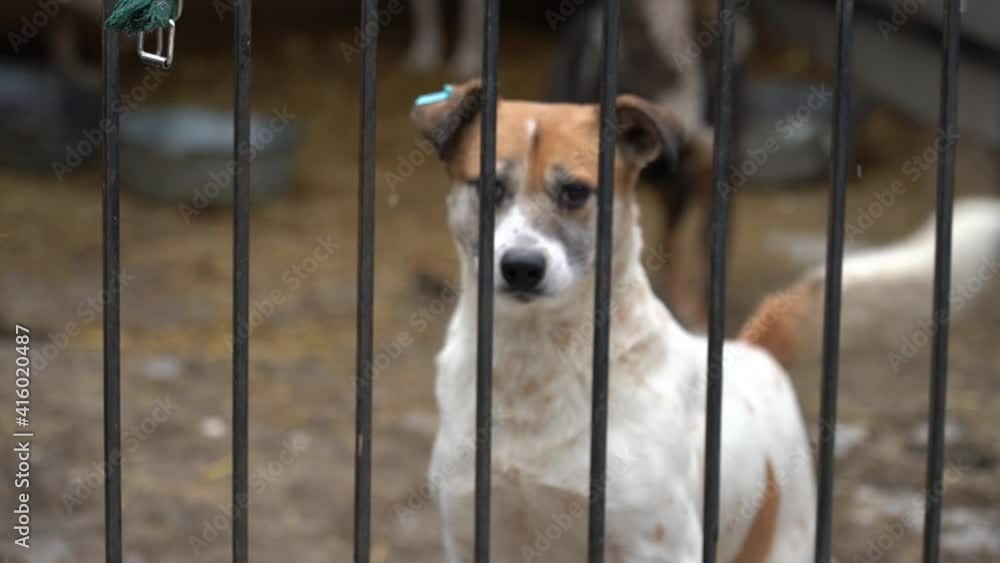 Shelter for stray dogs. Homeless dogs in enclosures. The dog barks ...