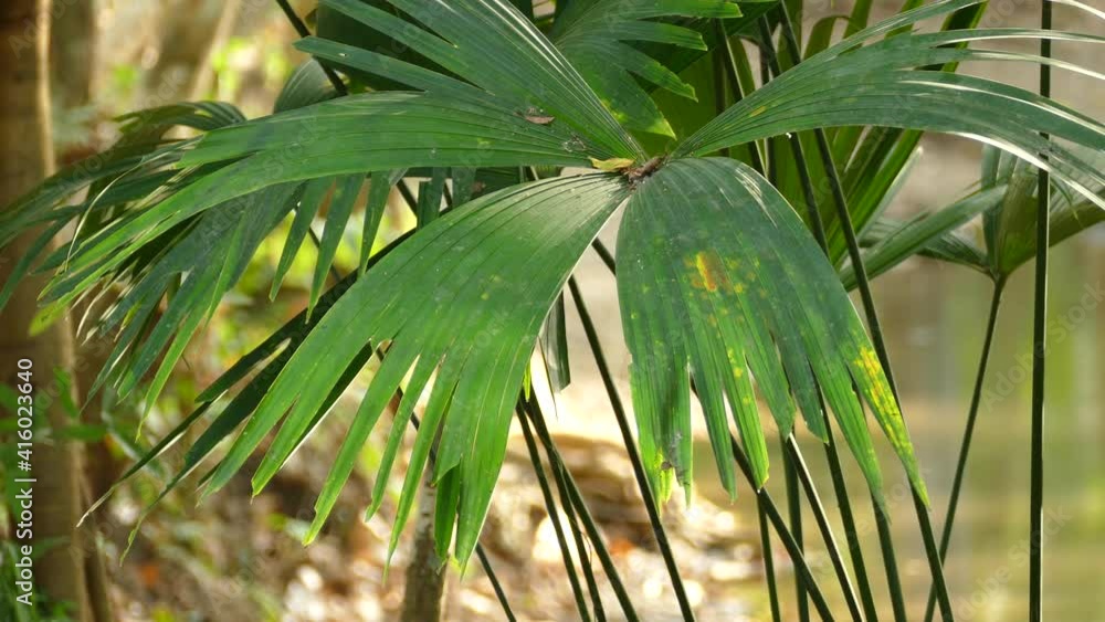 Leaves of a giant plant moving in the wind, Gamboa Rainforest Reserve ...