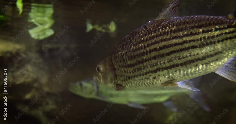 Hydrocynus goliath, also known as the goliath tigerfish, giant ...