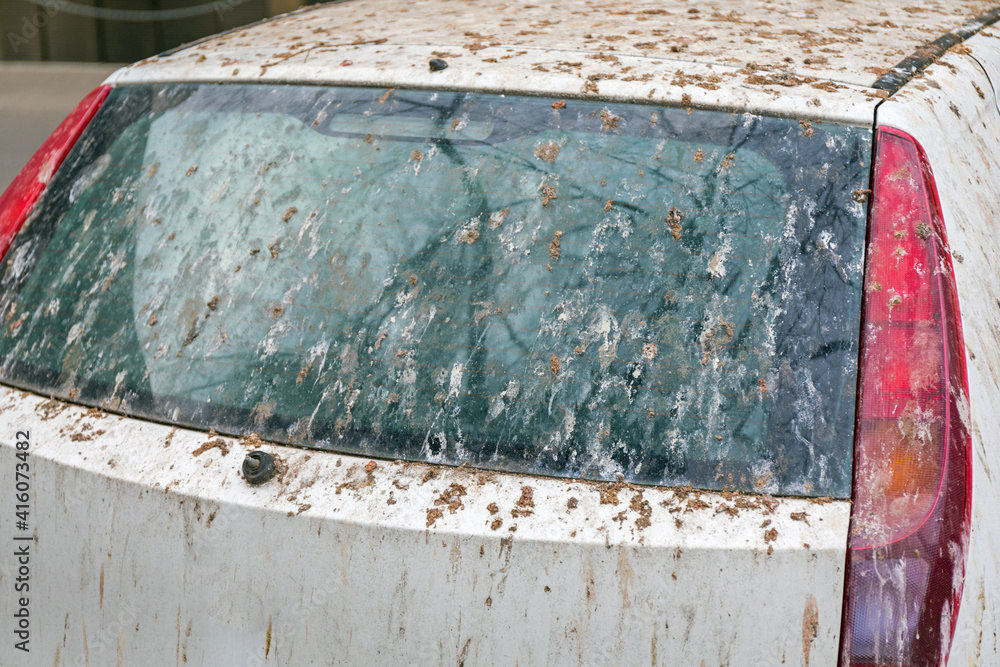 Poster Birds Poop Vehicle – Wall Art | UkPosters