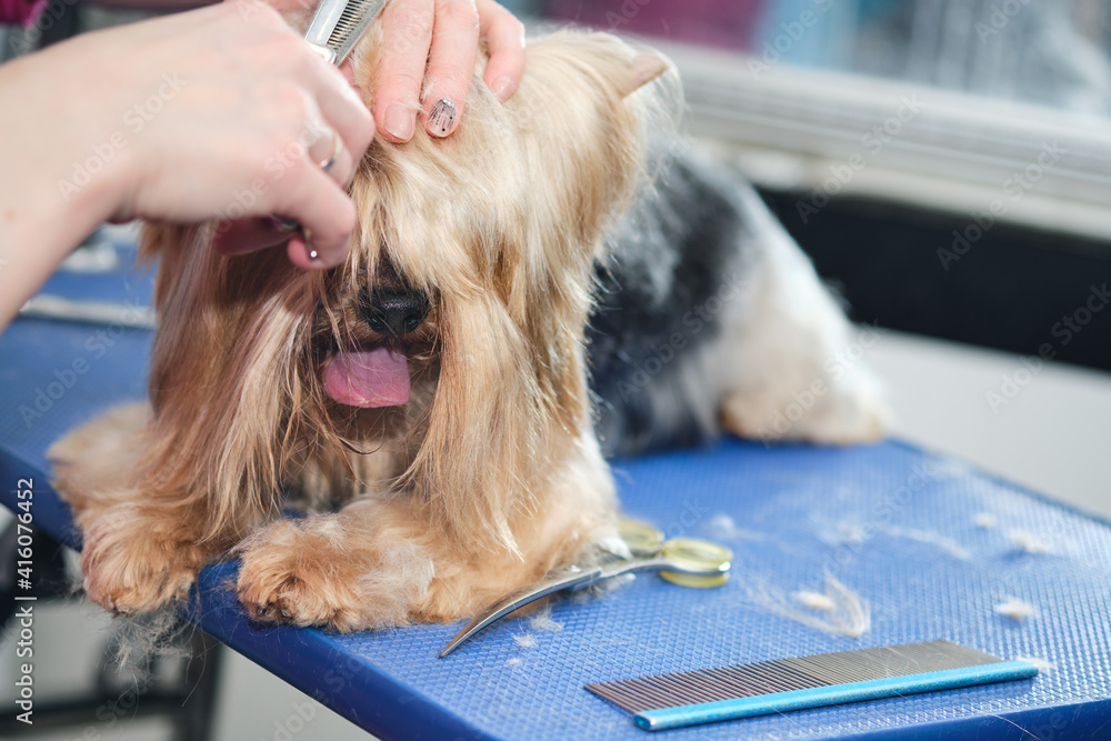 Professional cares for a dog in a specialized salon. Groomers holding ...