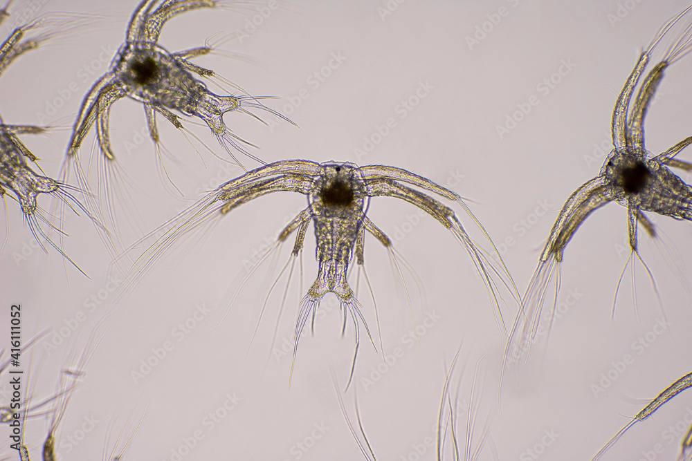 Foto de Closeup nauplius stage of vannamei shrimp in light microscope ...