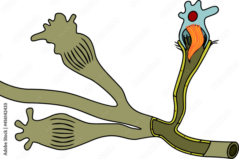 Flatworm flame cell. Structure of element of excretory system ...