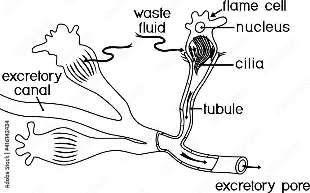 Coloring page with flatworm flame cell. Structure of element of ...