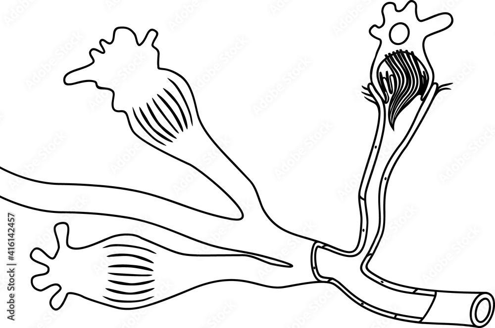 Coloring page with flatworm flame cell. Structure of element of ...