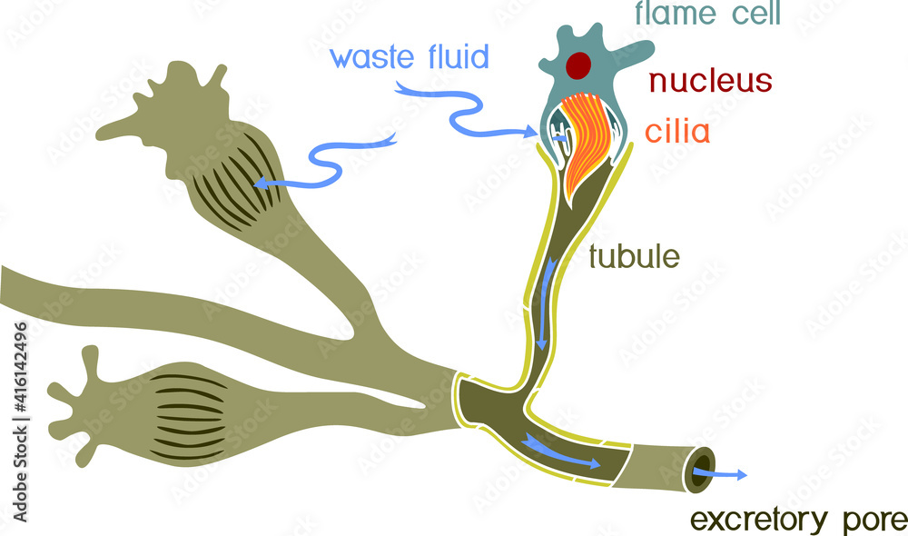 Flatworm flame cell. Structure of element of excretory system with ...