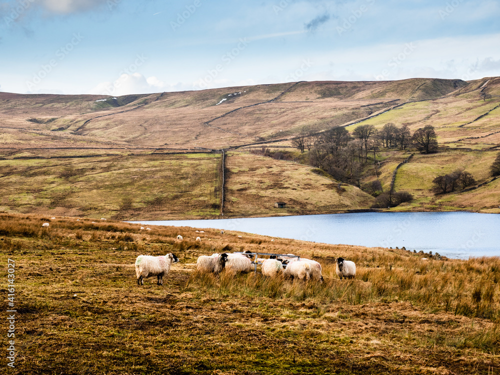 Swaledale sheep eating at the side of a reservoir, with moorland and ...