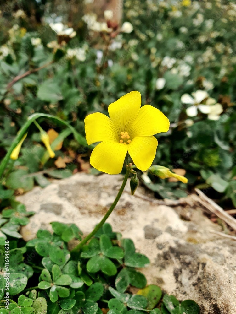 Scientific name Oxalis pes caprae. Known as Bermuda buttercup, Bermuda ...