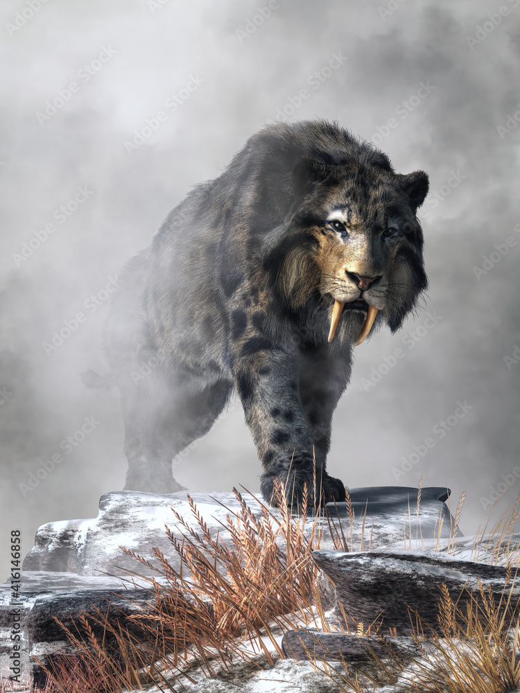 A saber tooth cat with long fur emerges from from the fog on a snowy ...