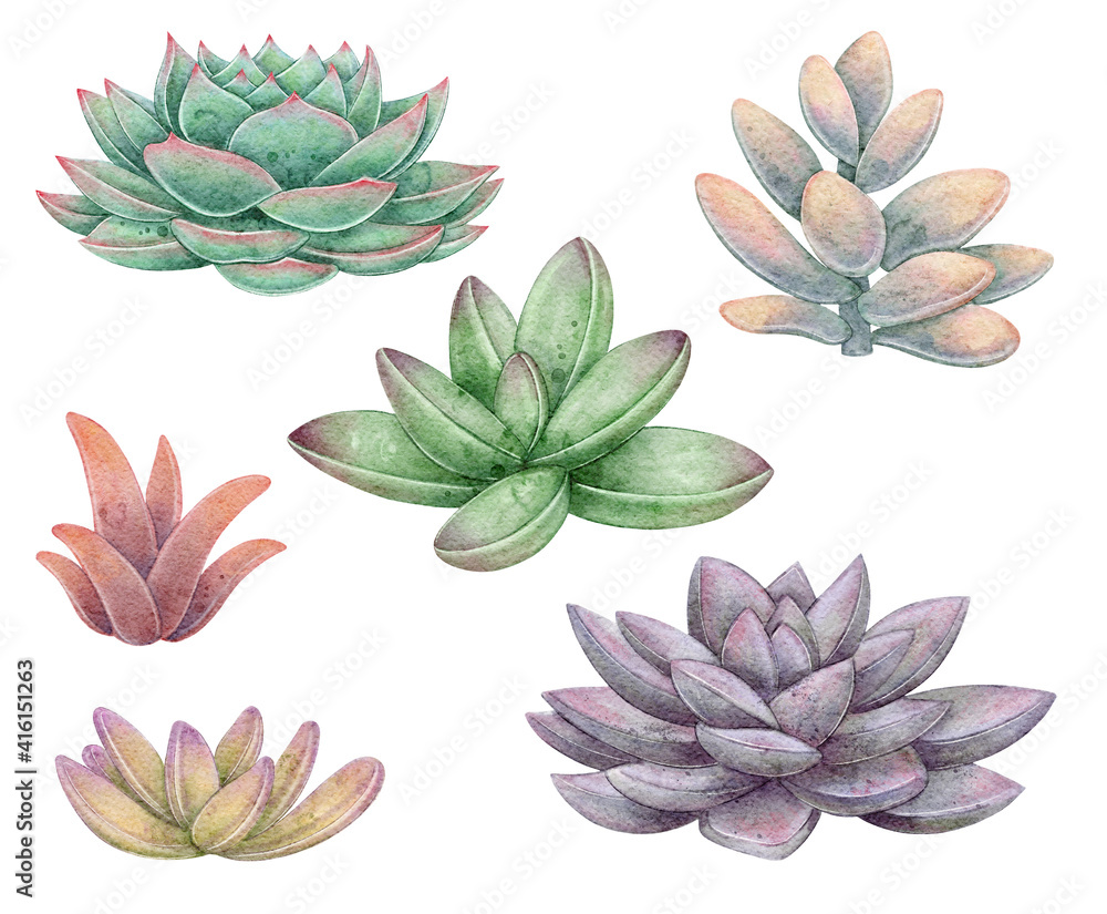 Watercolor succulents isolated objects hand painted elements Stock ...