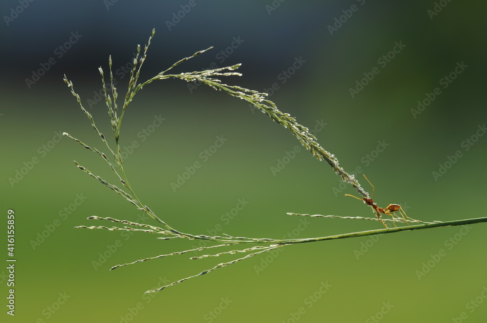 Foto de Weaver ants or green ants (genus Oecophylla) are eusocial ...