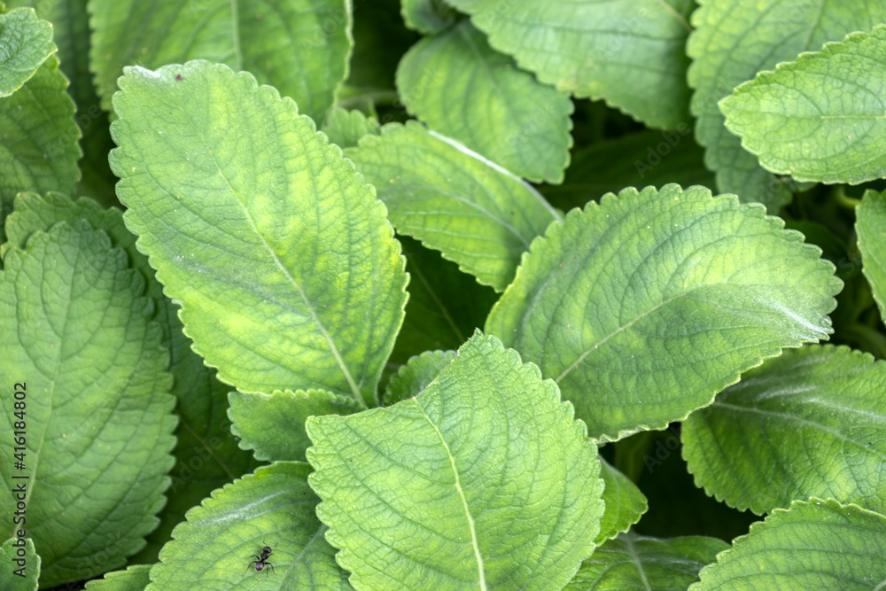 Selective focus of Boldo: Green plant named Boldo da Terra in Brazil ...