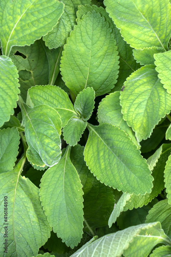 Selective focus of Boldo: Green plant named Boldo da Terra in Brazil ...