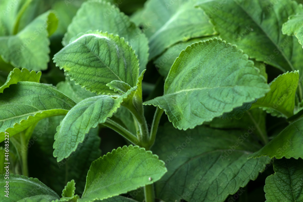 Selective focus of Boldo: Green plant named Boldo da Terra in Brazil ...