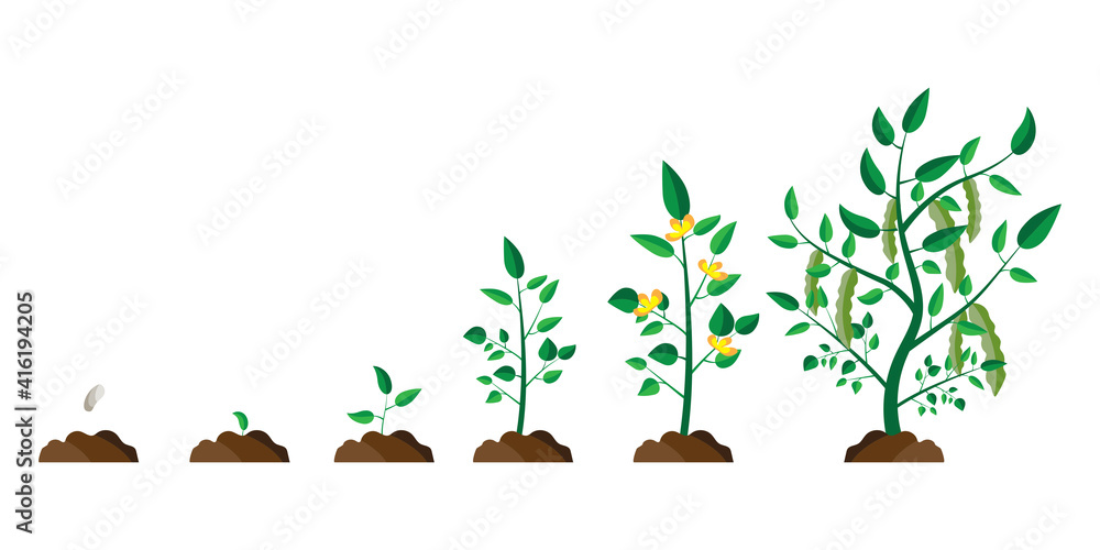Flat tree growth process. Tree vector icon. Nature background vector ...