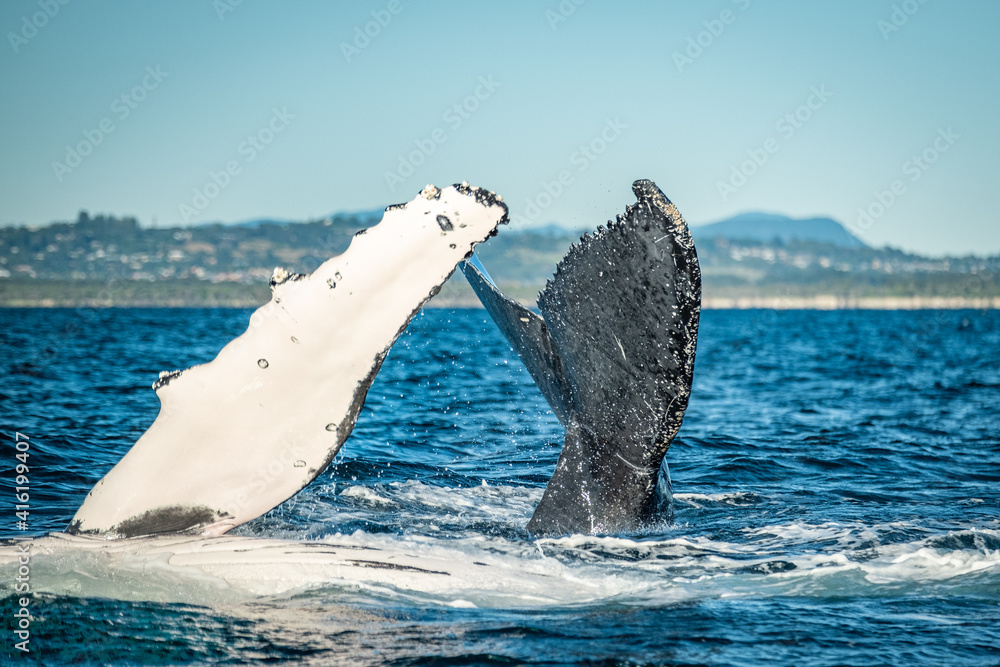 Whales showing off tail and pec fin during a whale watching tour on the ...
