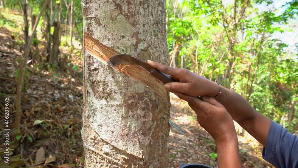 Video Stock Hands worker people working cutting Tapped rubber tree with ...