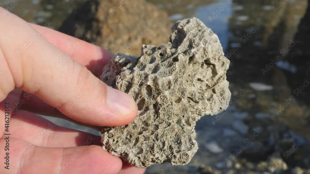 Environmentalist hand hold skeleton of dead coral. Marine invertebrates ...