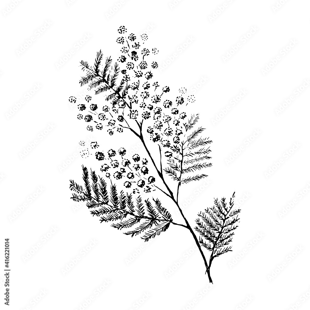 Mimosa branch. Hand-drawn in sketch style. Vector illustration. Stock ...