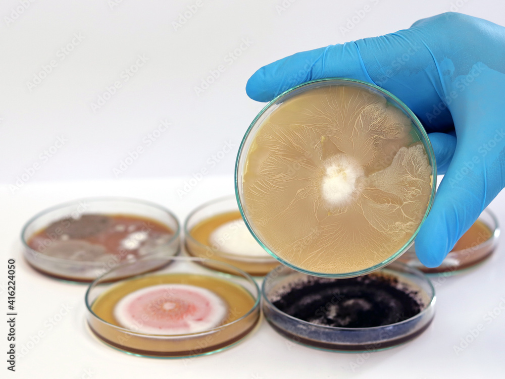 The doctor is holding Petri dish with Malt Extract Agar (MEA) use for ...