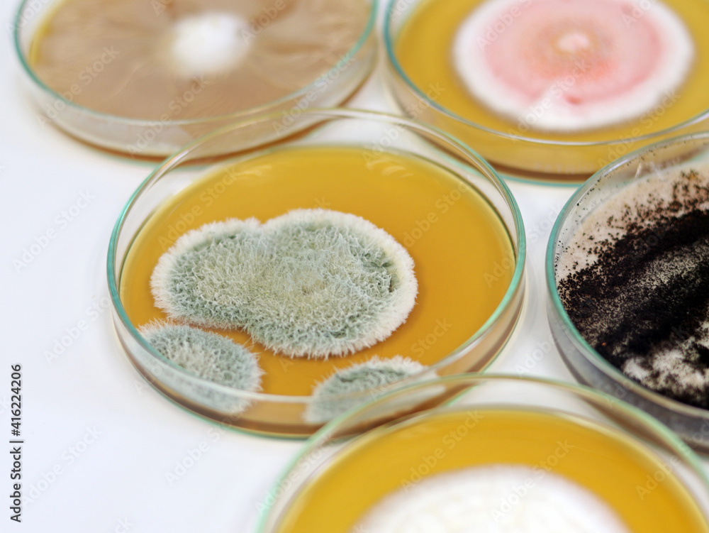 Malt Extract Agar in Petri dish use for growth media to isolate ...