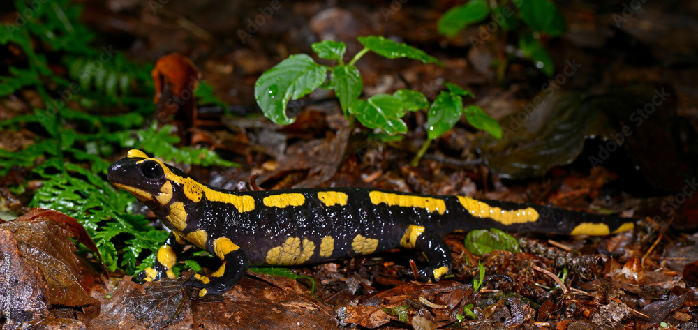 Fire salamander (Salamandra salamandra terrestris) - Germany ...