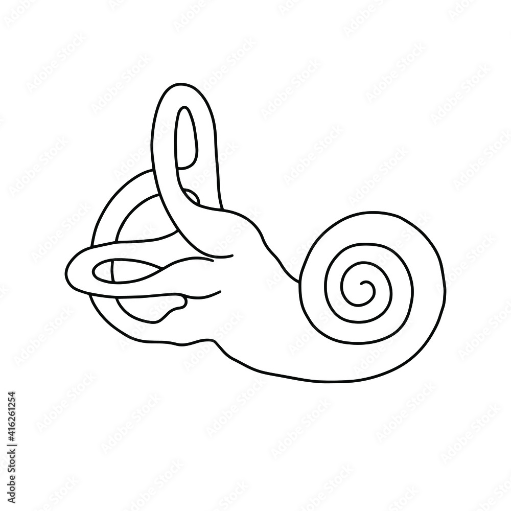 Póster Human cochlea anatomy. The structure of the inner ear. – Cuadro ...