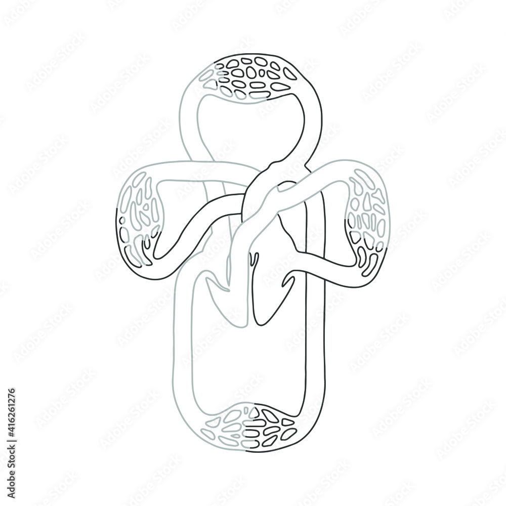 The Cardiovascular human system. Outline medical illustration. Stock ...