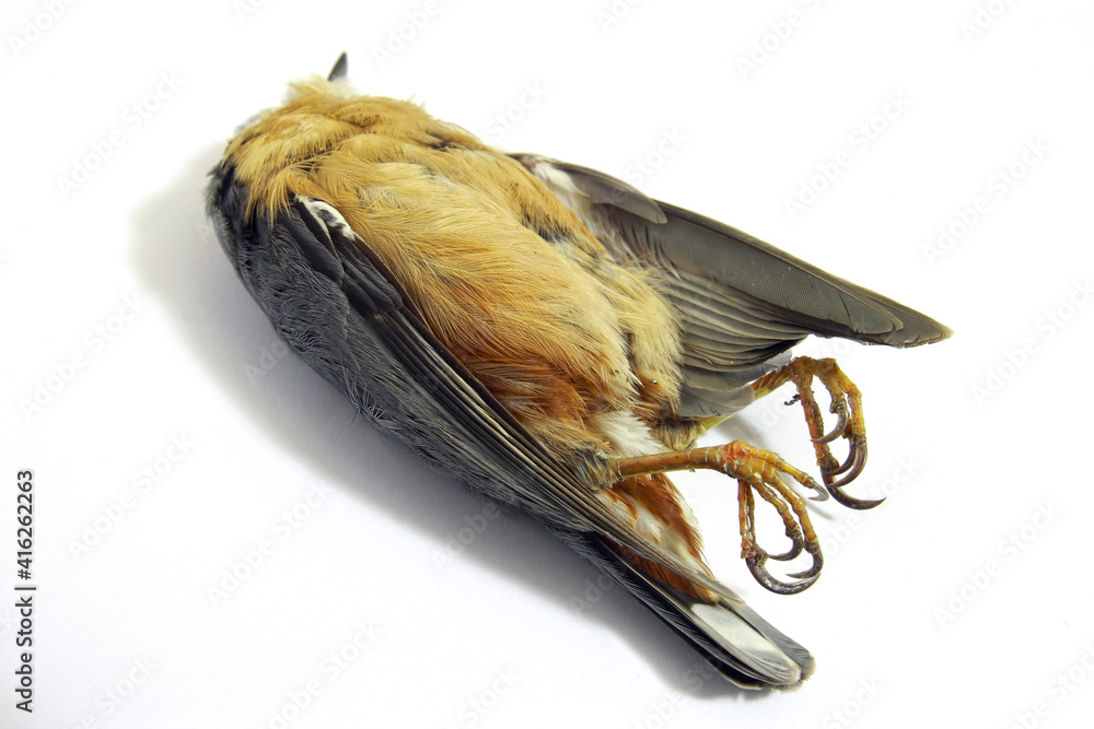 Shot dead bird (nuthatch) body on white background; isolated color ...