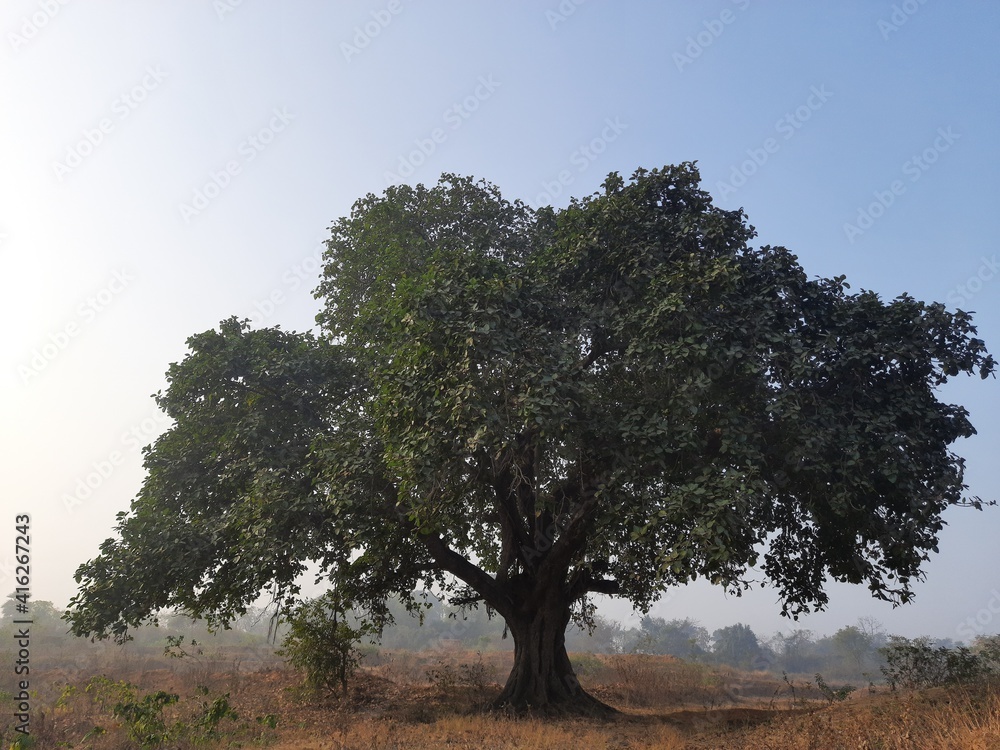 Giant banyan tree. Tree of Life, Amazing Banyan Tree. A banyan, also ...