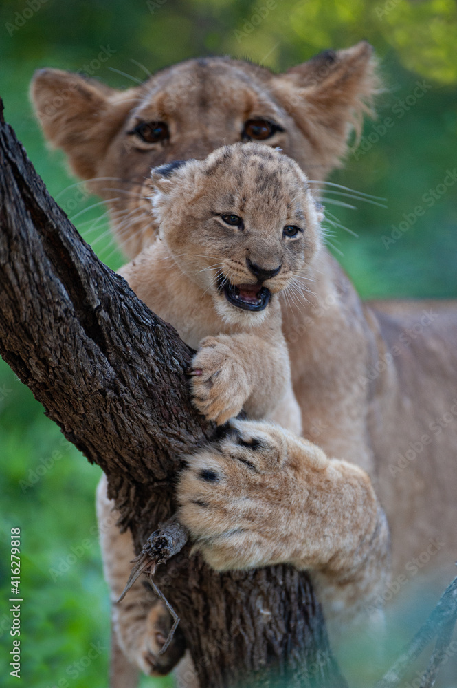 Lion cubs playing with each other seen on a safari in South Africa ...