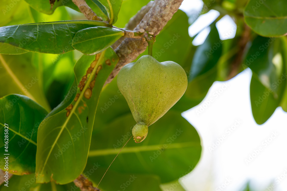 Fish poison tree or sea poison tree or Barringtonia asiatica tropical ...