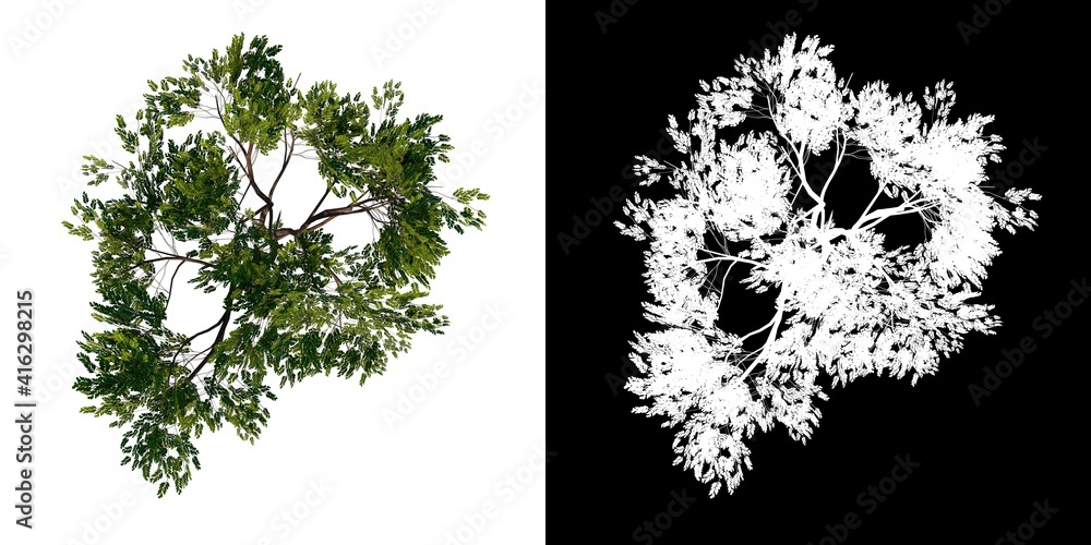 Top view of Tree ( Acacias 2) Plant png with alpha channel to cutout ...