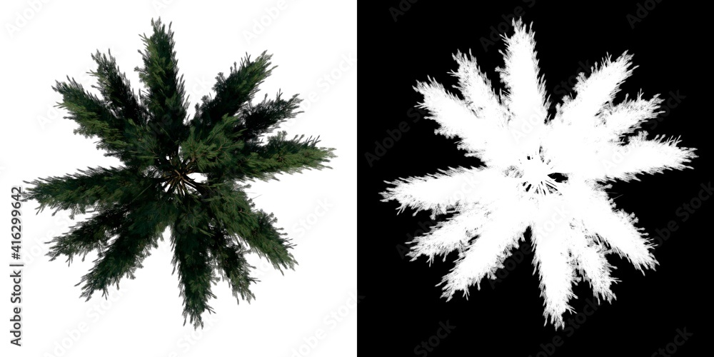 Top view of Tree (Pinus Pinea Stone pine 1) Plant png with alpha ...