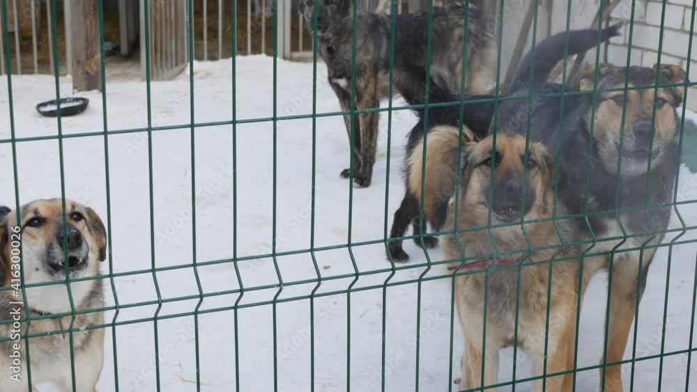 Unwanted and homeless dogs barking in animal shelter. Asylum for dog ...