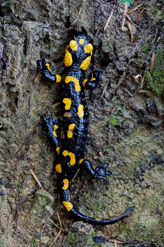 Top view of fire salamander (Salamandra Salamandra) walking on mud ...