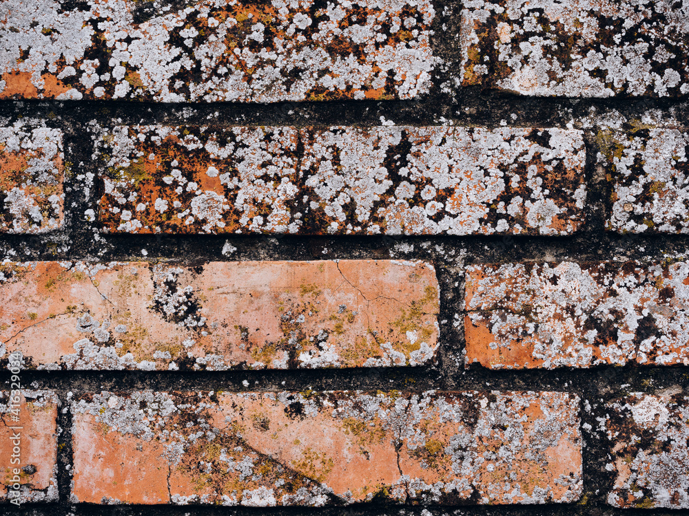 Mold on the brick wall. Closeup of damage caused by efflorescent of ...