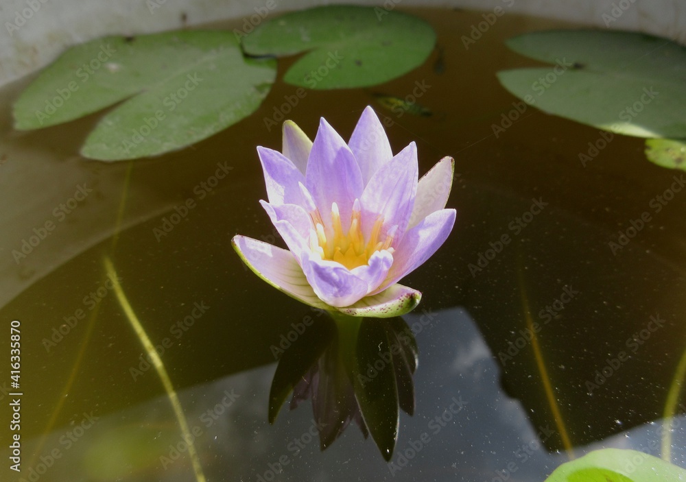 Nymphaea nouchali, often known by its synonym Nymphaea stellata, star ...