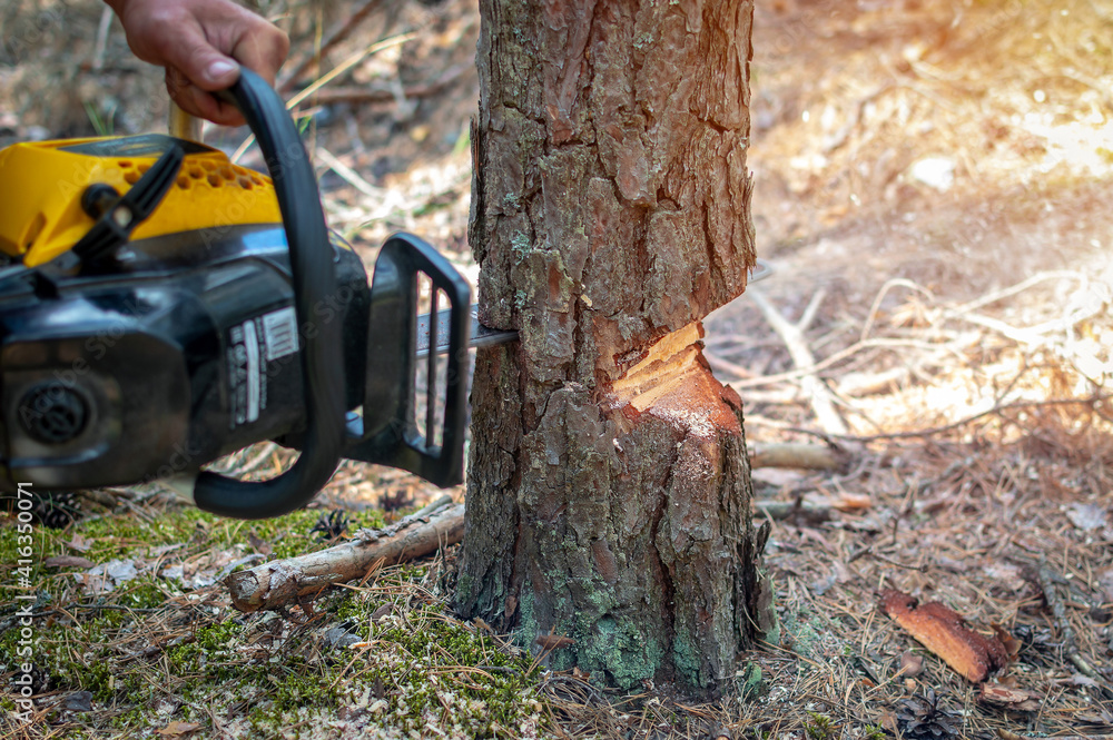 The lumberjack made an incision in the trunk of a pine tree. Cutting ...