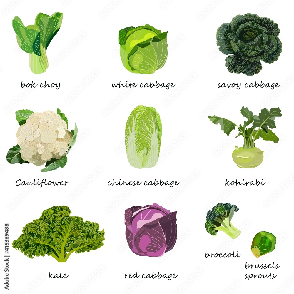 Kinds of cabbage. White, red, savoy, chinese, curly cabbage. Bok choy ...