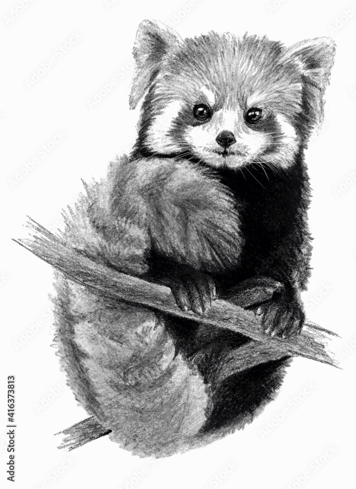 Red Panda isolated on white background. Pencil drawing, monochrome ...