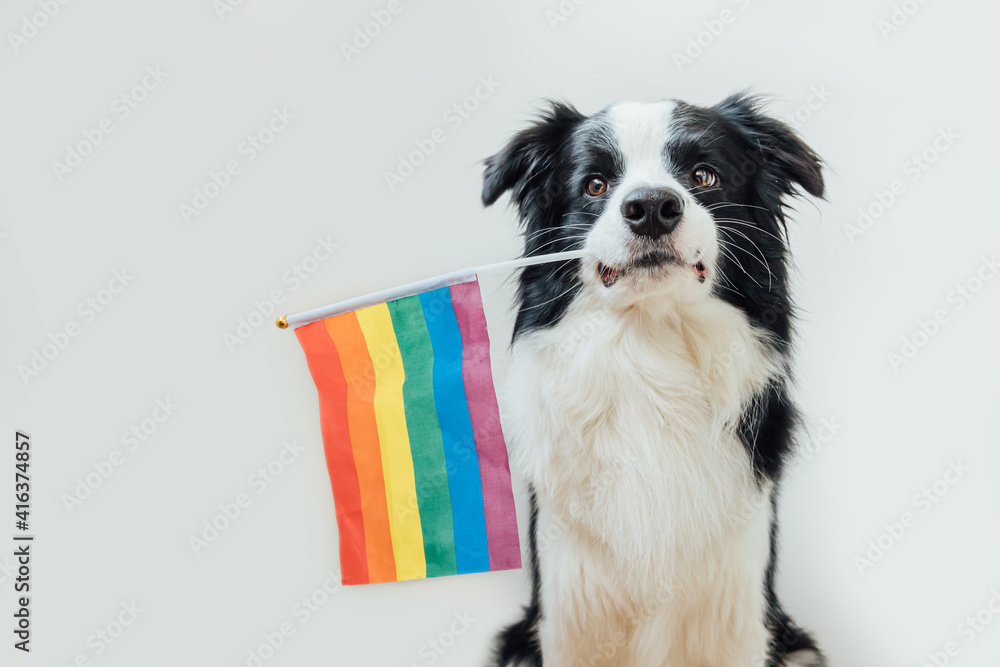 Funny cute puppy dog border collie holding LGBT rainbow flag in mouth ...