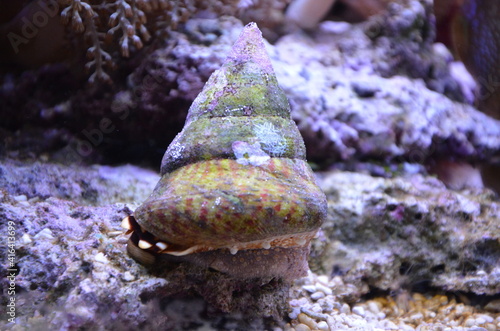 Muschel, Muscheltier, Krebstiere, Schalentiere, Mollusken ...