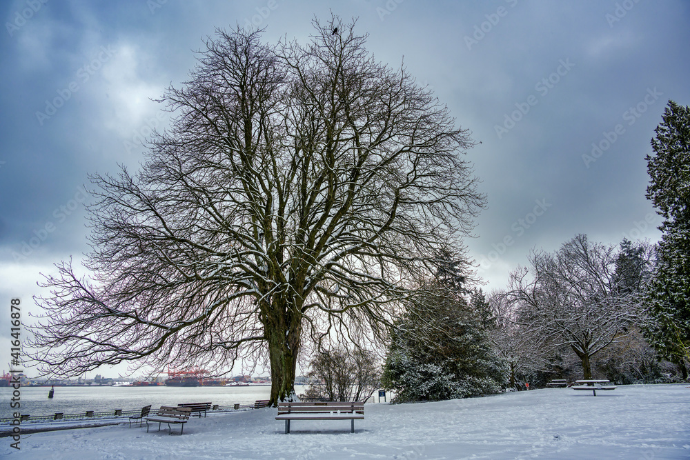 Landscape shot of a park bench in front of a bare tree with a crow on ...