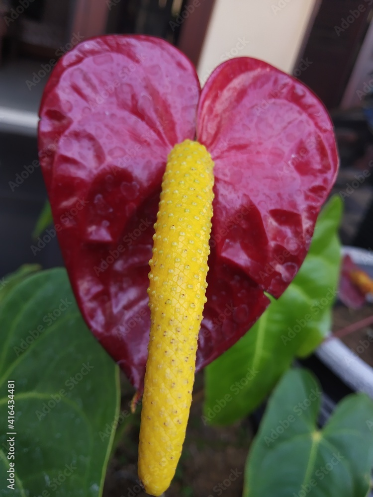 Anthurium andraeanum is a species of flowering plant in the Araceae ...