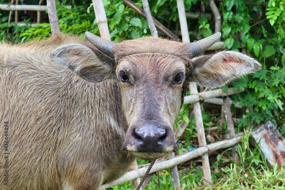 Face of a Philippine Carabao Stock Photo | Adobe Stock