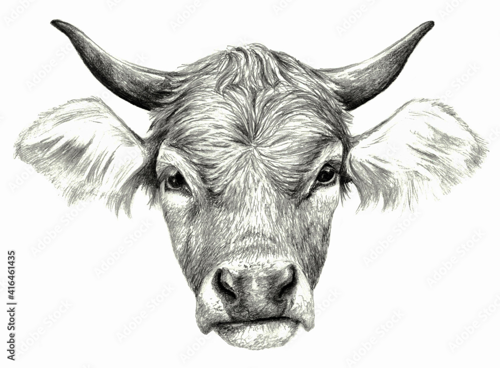 Cow head isolated on white background. Pencil drawing Stock ...