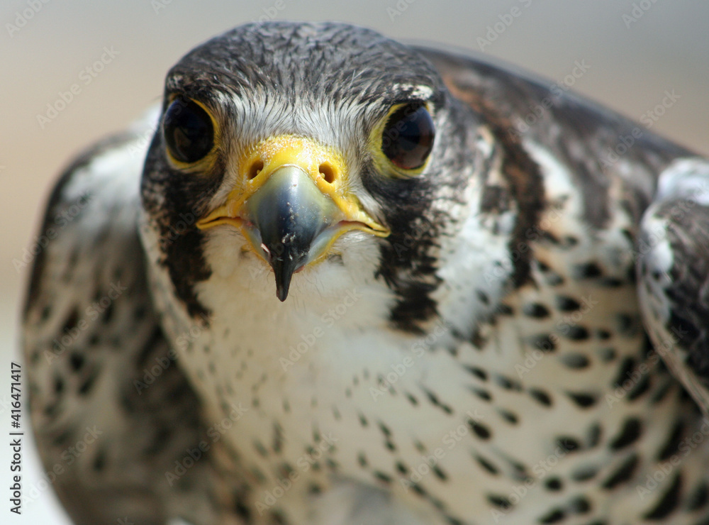 Peregrine Falcon Stare Down Stock Photo | Adobe Stock